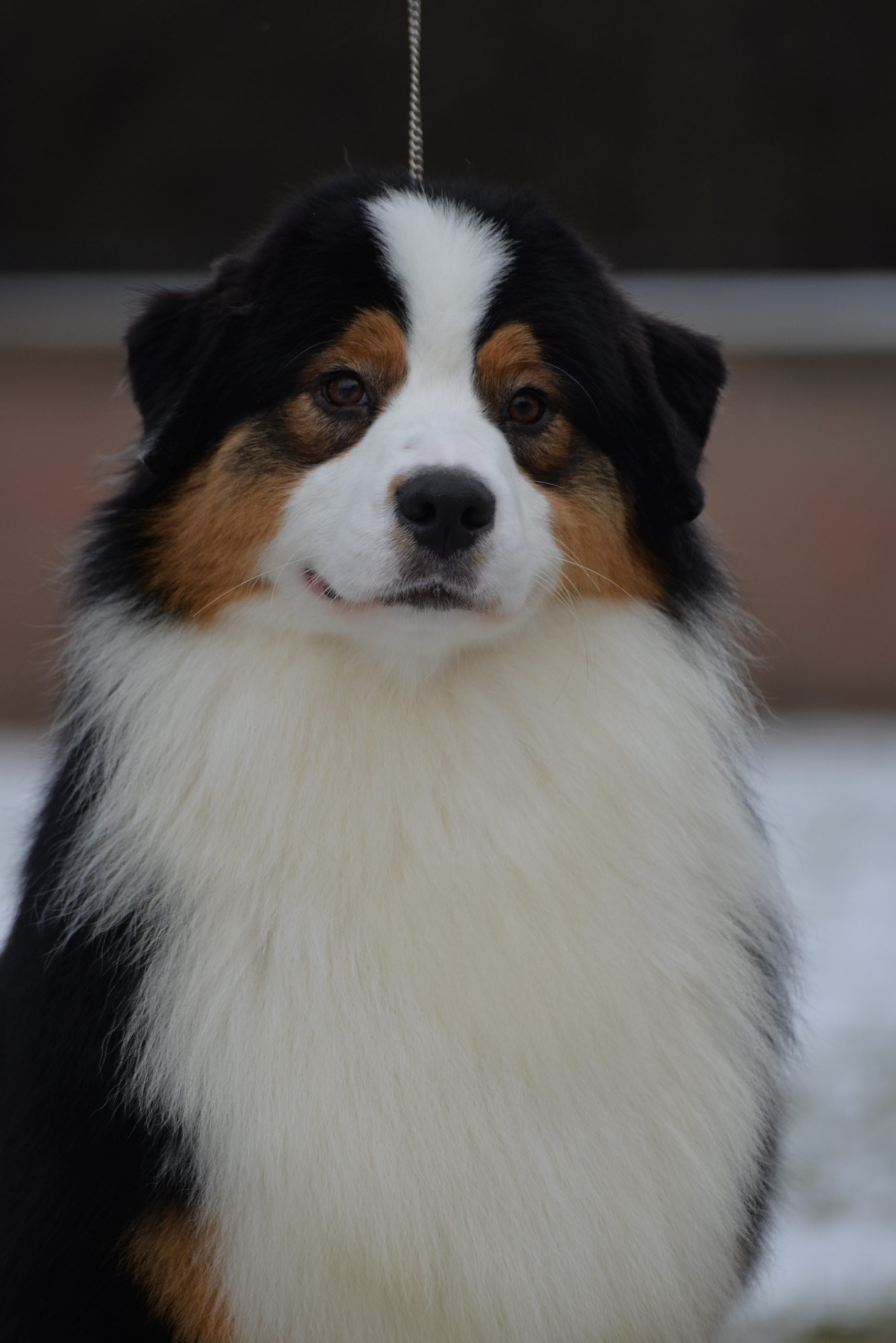 Ch., JCh. Silver Dream Aussie's Jack Sparrow - Australian Shepherd